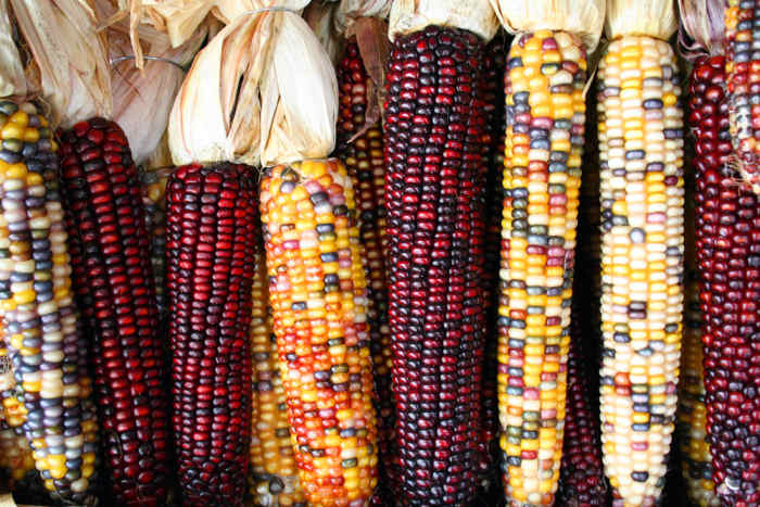 Amazing Corn Facts, Nutritional and Health Benefits of Corn or Maize ...
