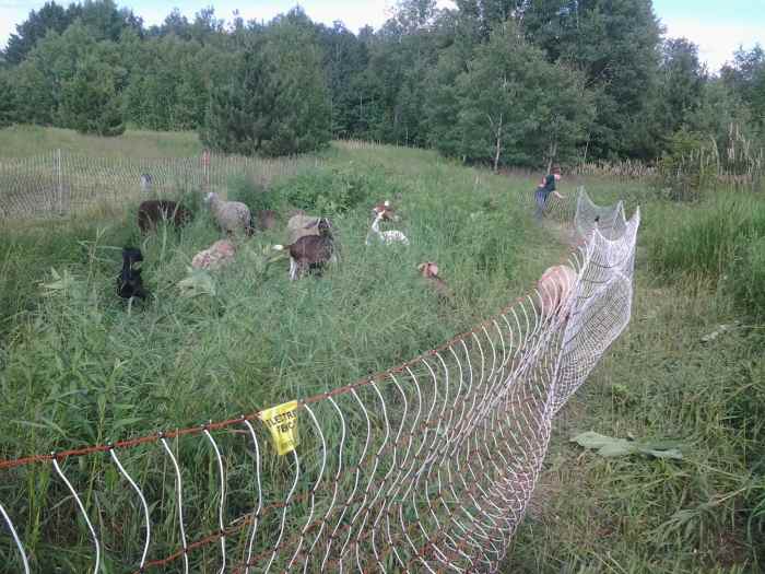 How to Set Up and Use Electric Net Fence for Farm Animals - HubPages