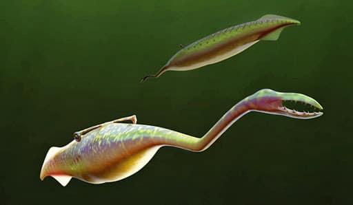 10 Bizarre Beasts That Roamed the Carboniferous Waters - HubPages