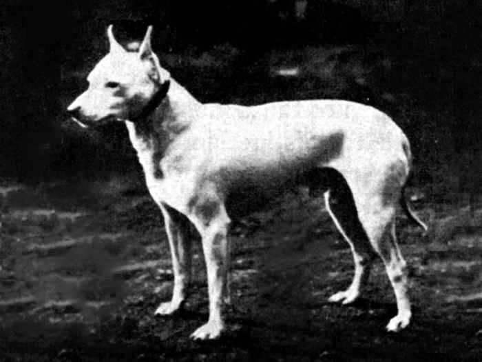 Extinct Dog Breeds From the Last Centuries. - HubPages