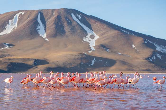 Pink Lakes Around the World - HubPages