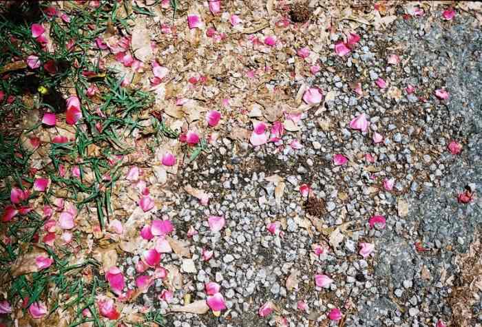 The Trampled Roses - HubPages