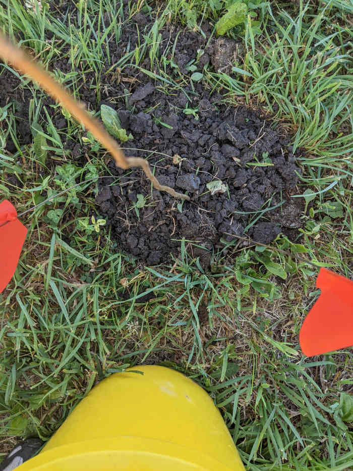 Butternut Tree Ordering from an Online Nursery - HubPages