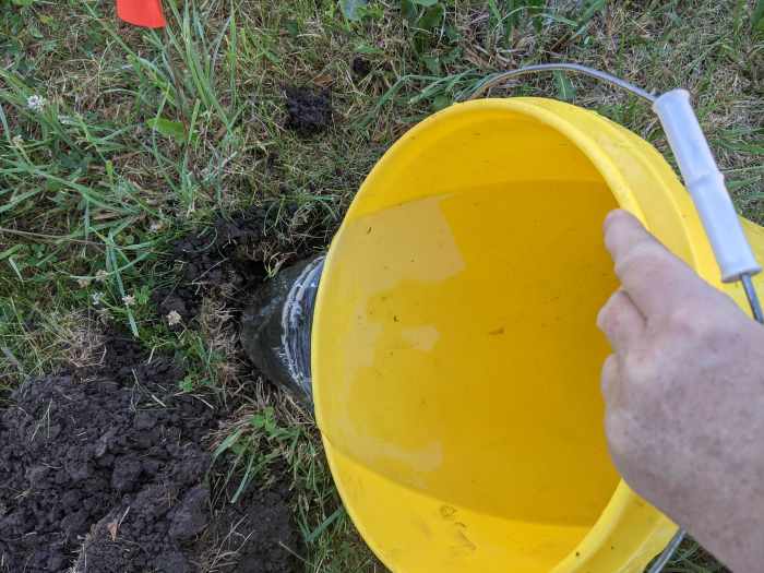 Butternut Tree Ordering from an Online Nursery - HubPages