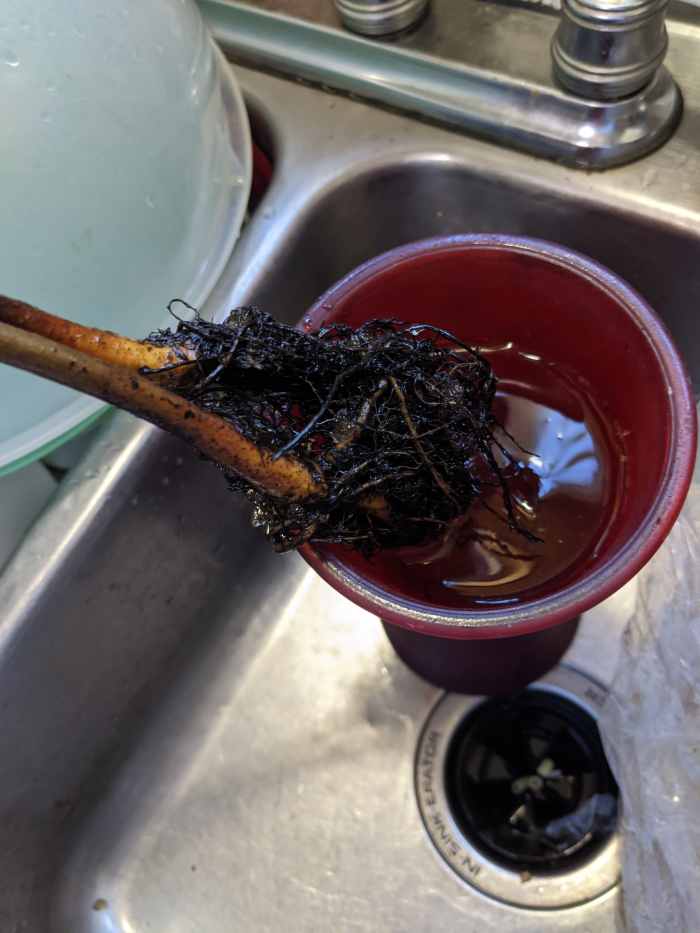 Butternut Tree Ordering from an Online Nursery - HubPages