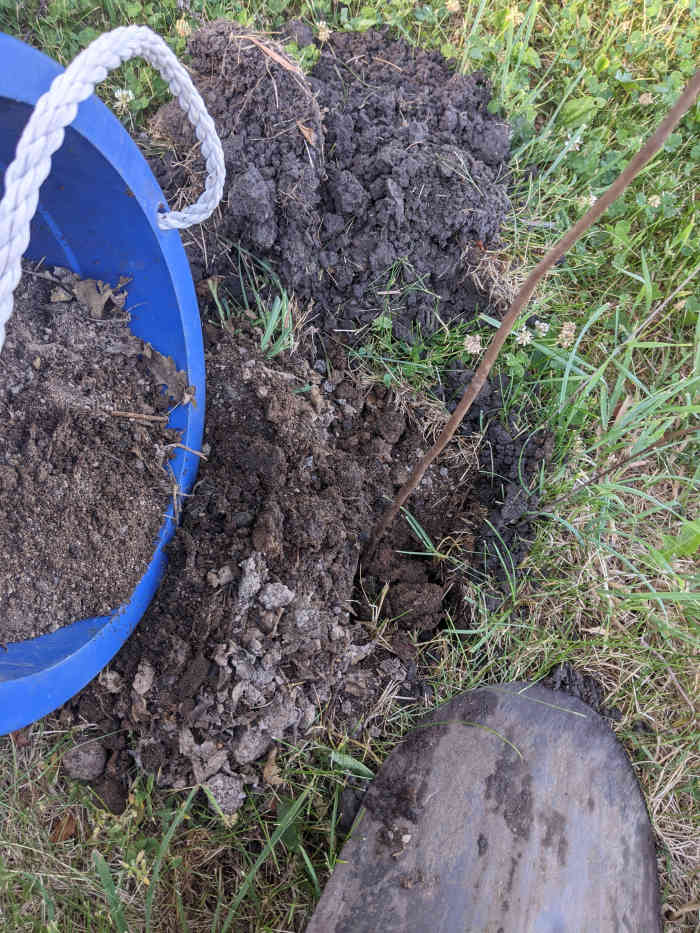 Butternut Tree Ordering from an Online Nursery - HubPages