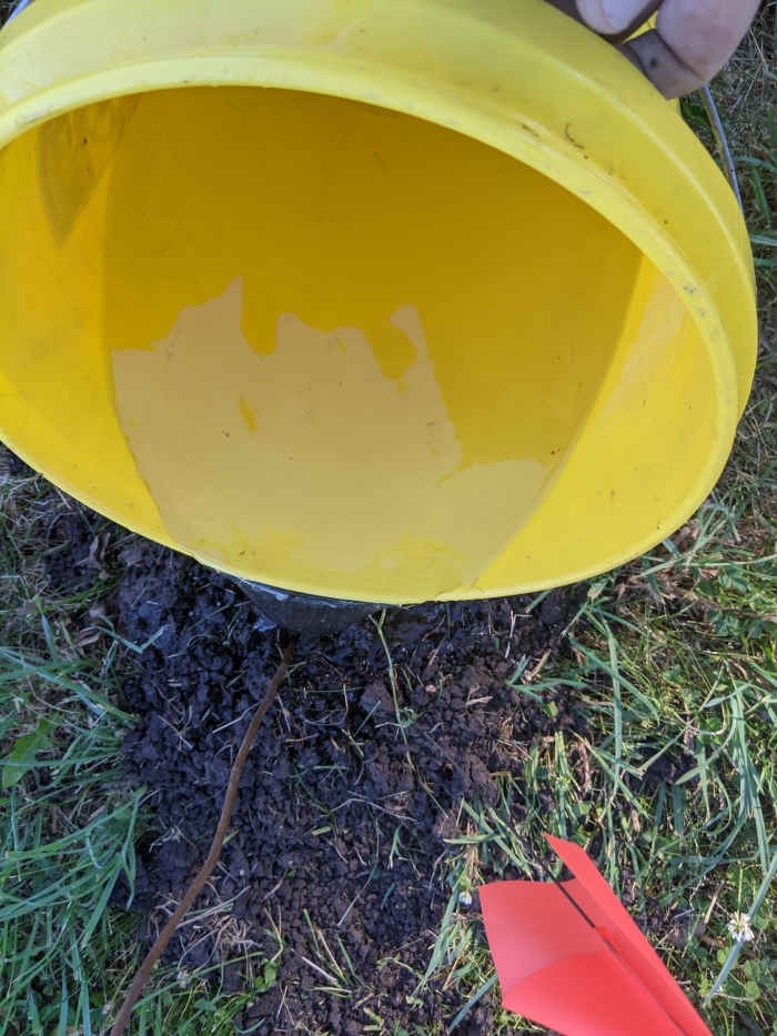 Butternut Tree Ordering from an Online Nursery - HubPages