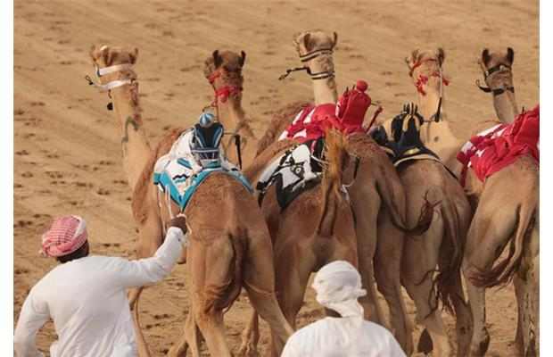 World Camel Day - HubPages