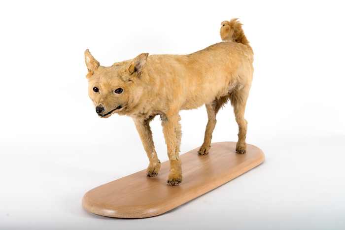 Extinct Dog Breeds From the Last Centuries. - HubPages