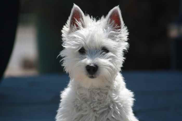 Top 5 Hypoallergenic Dog Breeds That Shed Less - HubPages
