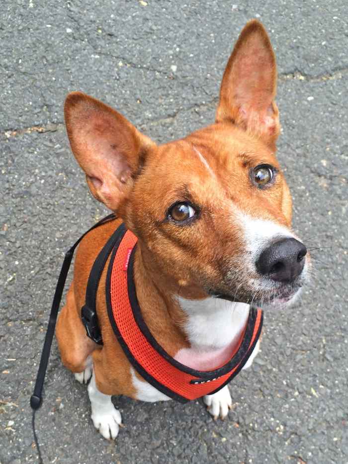 Top 5 Hypoallergenic Dog Breeds That Shed Less - HubPages