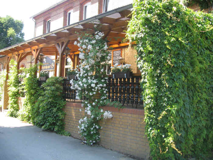 Climbing Hydrangea Care Guide: From Planting to Pruning - Dengarden