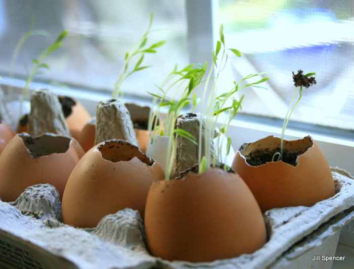 Eggshell Pots for Starting Seeds - HubPages