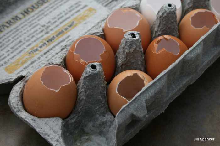Eggshell Pots for Starting Seeds - HubPages