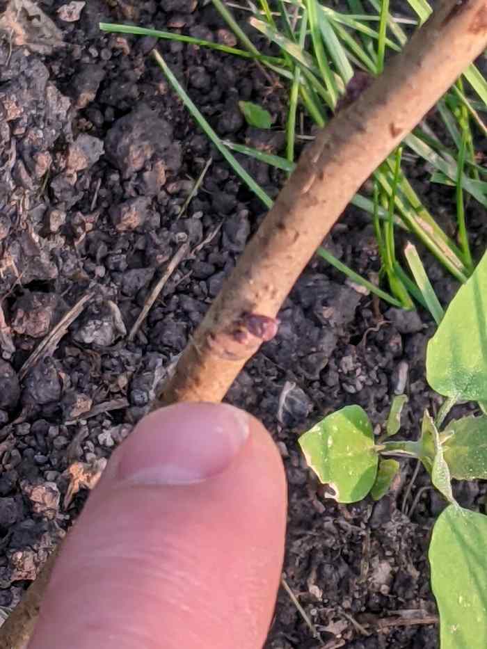Butternut Tree Ordering from an Online Nursery - HubPages