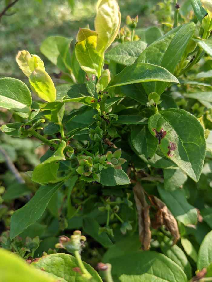 Blueberry Patch - Growing Wider - HubPages