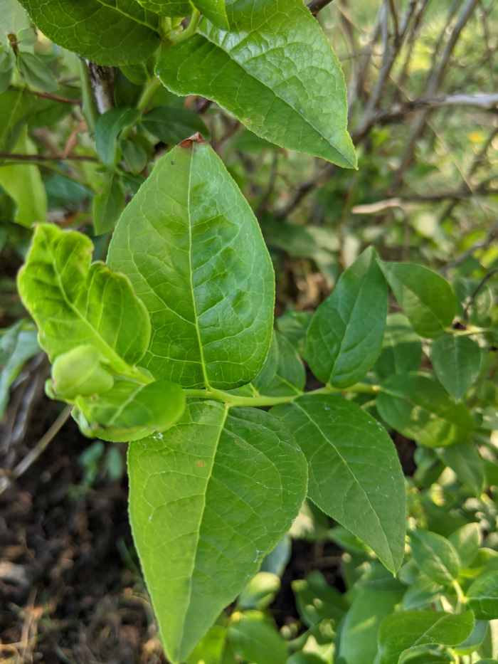 Blueberry Patch - Growing Wider - HubPages