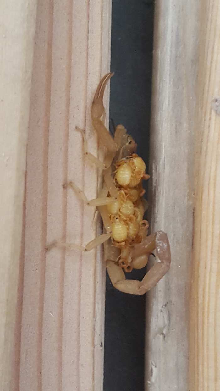 Scorpion Hunt on San Tan Mountain, AZ - HubPages