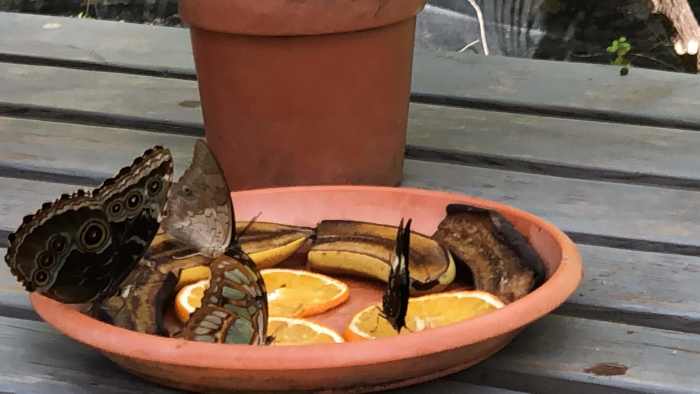 How to Attract Butterflies to Your Garden With Fruit - Dengarden