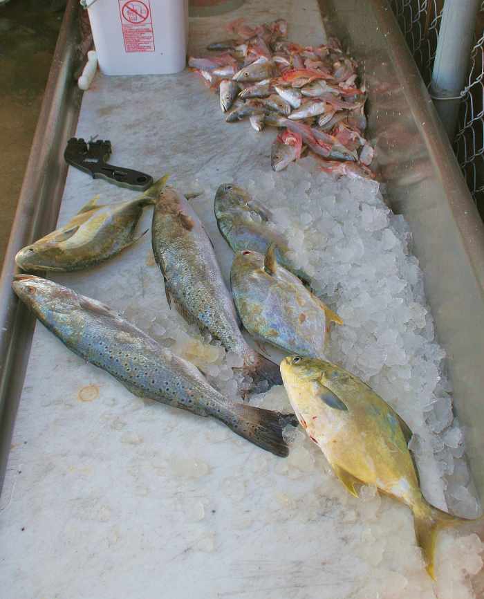 Healthy Foods: A Cook's Guide to Lean Fishes - HubPages