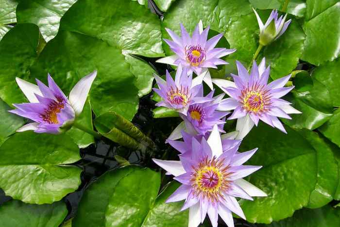 Water Lilies for the Home Aquatic Garden - HubPages
