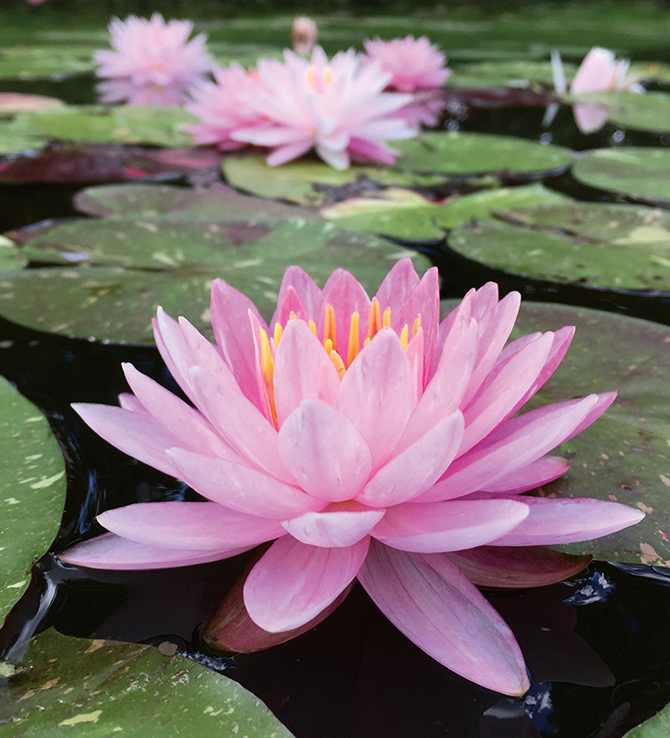 Water Lilies for the Home Aquatic Garden - HubPages