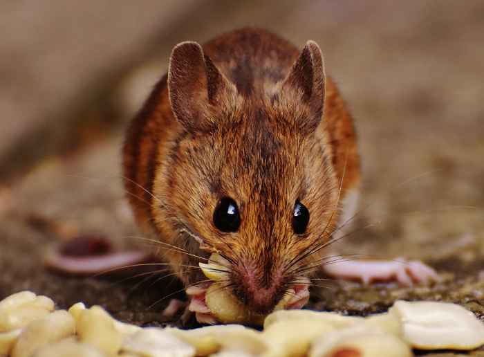 The Best Ways to Catch a Mouse - Dengarden