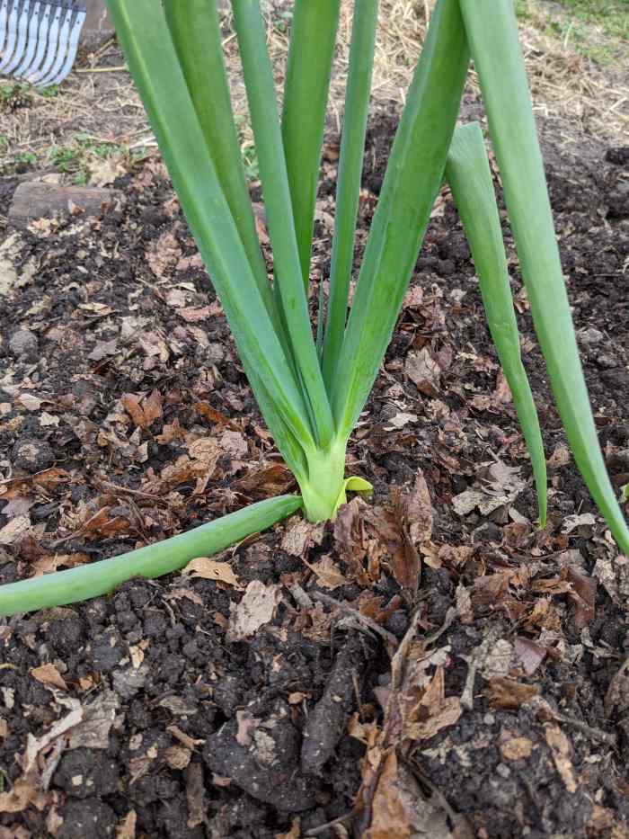 Onion Box - Perennial Onion Growing - HubPages
