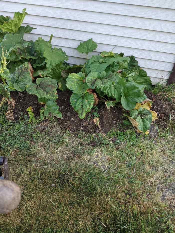Rhubarb Patch - Controlling the Seeds and Expansion - HubPages