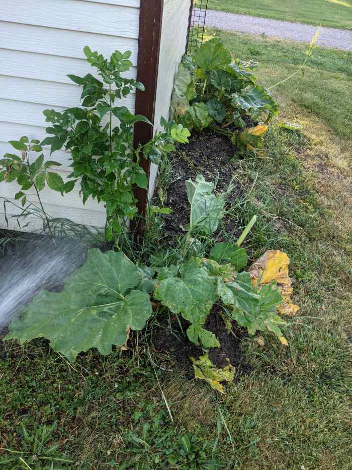 Rhubarb Patch - Controlling the Seeds and Expansion - HubPages