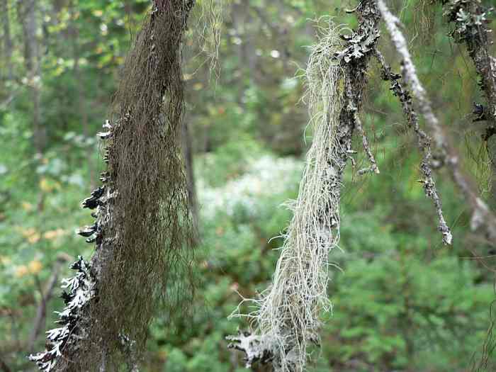 The Ancient World of the Colourful and Enduring Lichens - HubPages