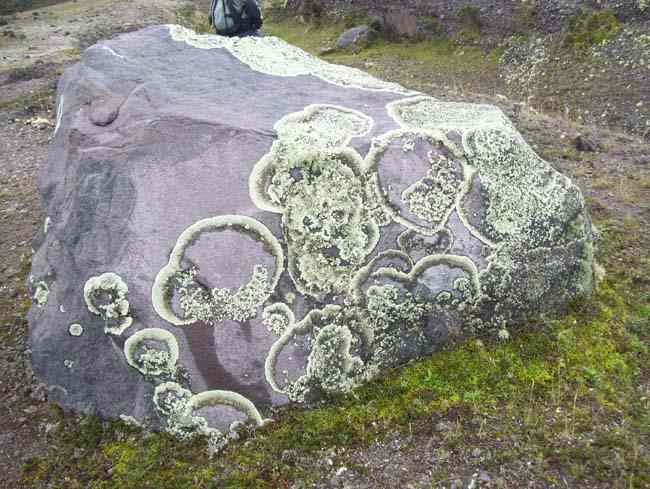 The Ancient World of the Colourful and Enduring Lichens - HubPages