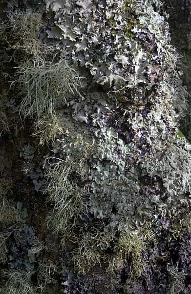 The Ancient World of the Colourful and Enduring Lichens - HubPages