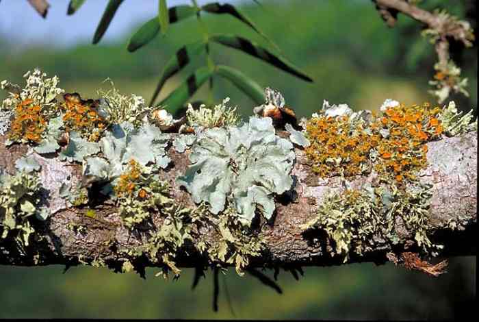 The Ancient World of the Colourful and Enduring Lichens - HubPages