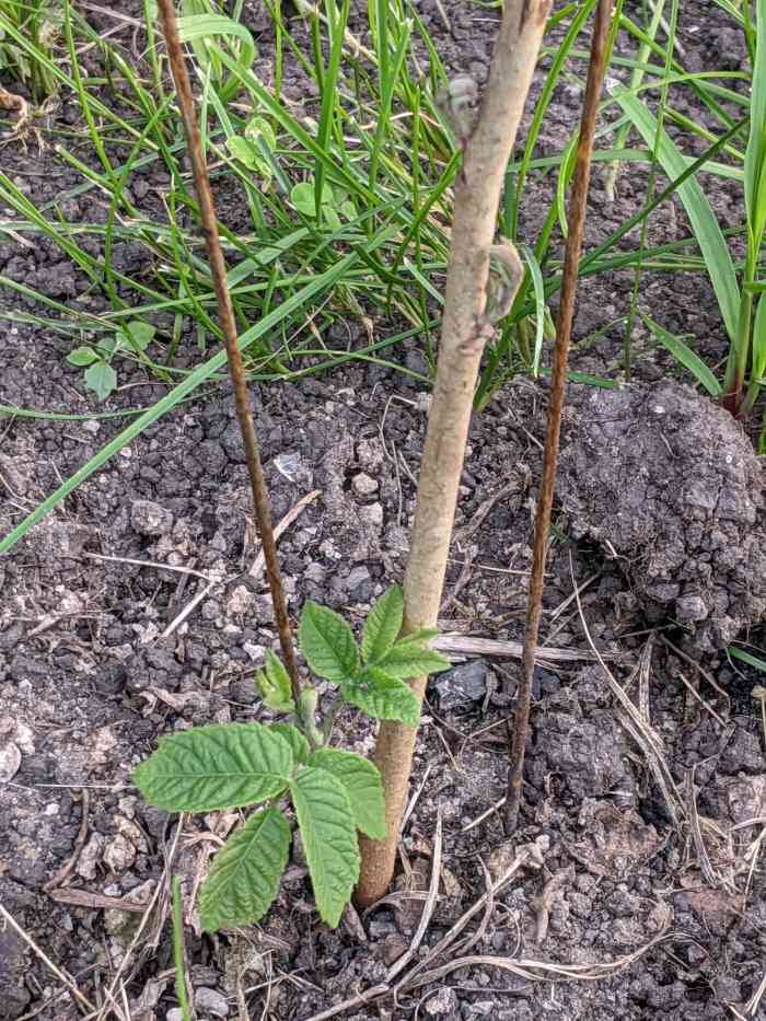 Butternut Tree Ordering from an Online Nursery - HubPages