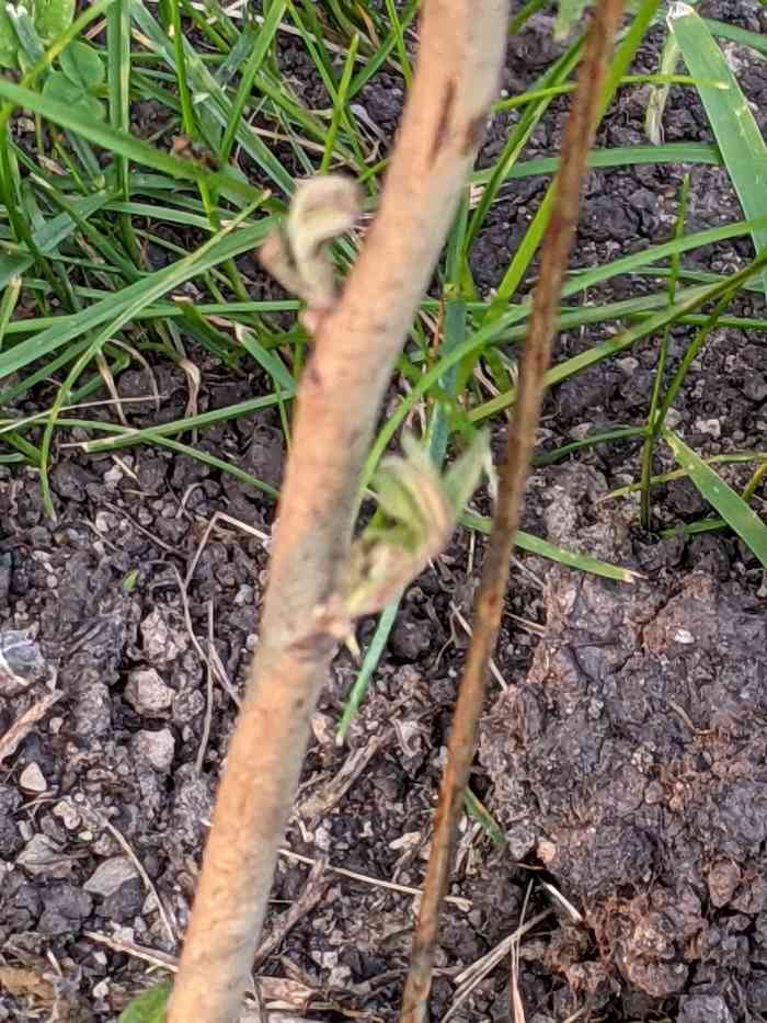 Butternut Tree Ordering from an Online Nursery - HubPages