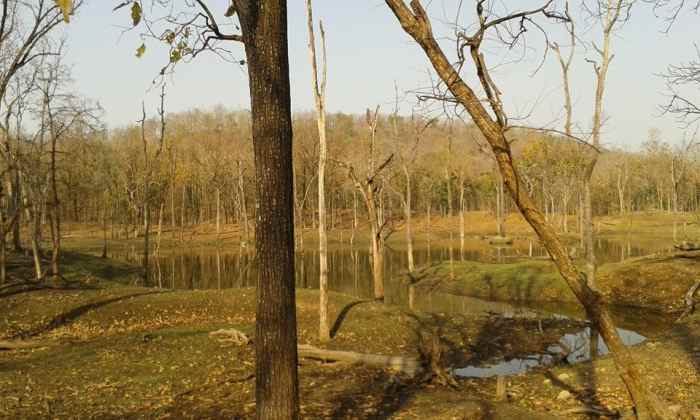 Pench National Park in MP in India - HubPages