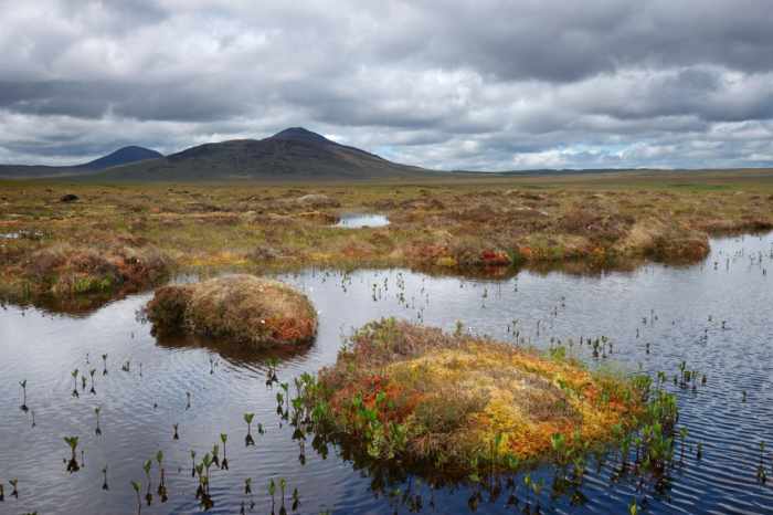 Secrets of the Bog Mummies and the Importance of Bogs - HubPages