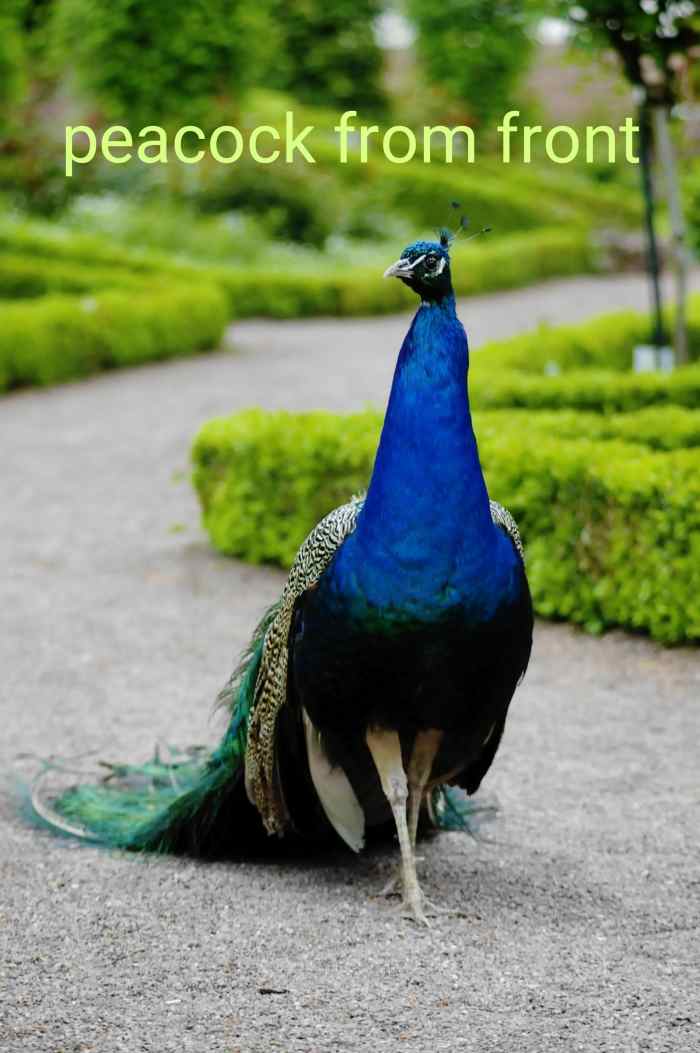 Male Peafowl - HubPages