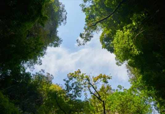 Importance of Forests in Our Life - HubPages