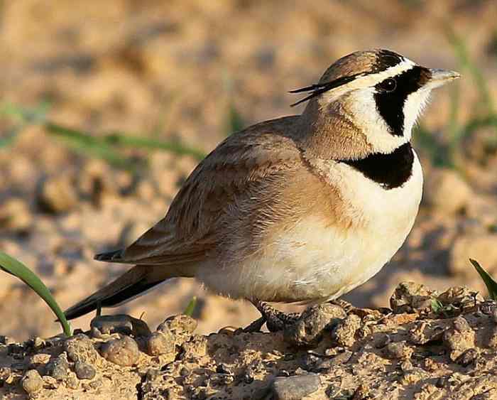 The Rise of Little Ann Chapter One - HubPages