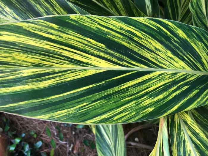 How to Prune Variegated Ginger - HubPages