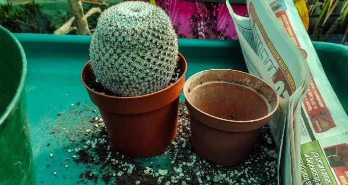 How to Repot a Cactus Without Getting Hurt - Dengarden