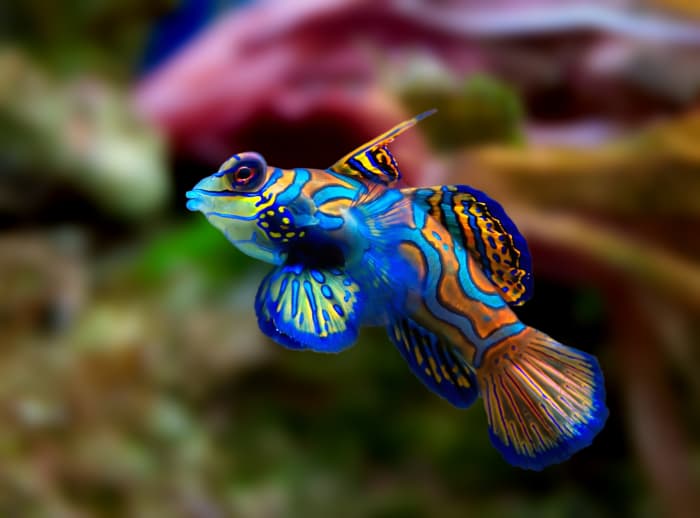 Top 10 Most Beautiful Animals in the World - HubPages