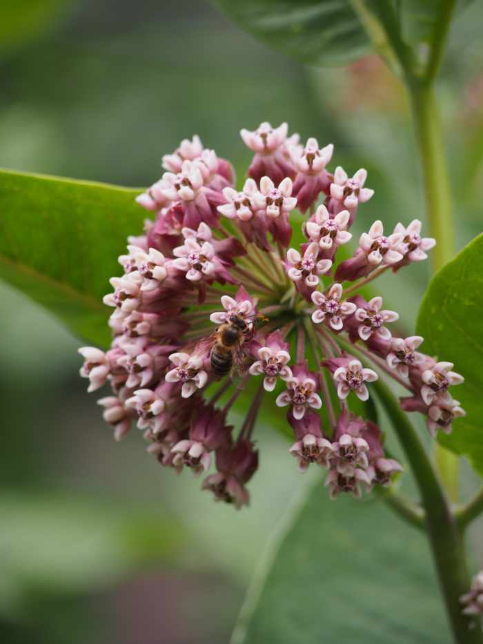 A Guide to Ohio’s 13 Native Milkweed Species - HubPages