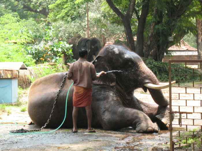 Human Animal Bond - HubPages