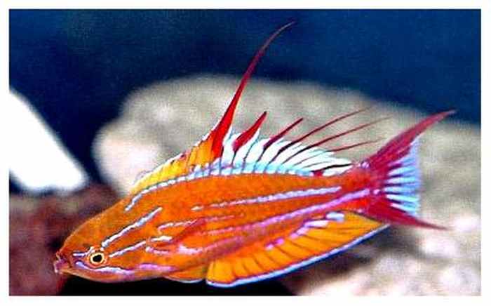 Home Aquarium: How to Care for Carpenter's Flasher Wrasse - HubPages