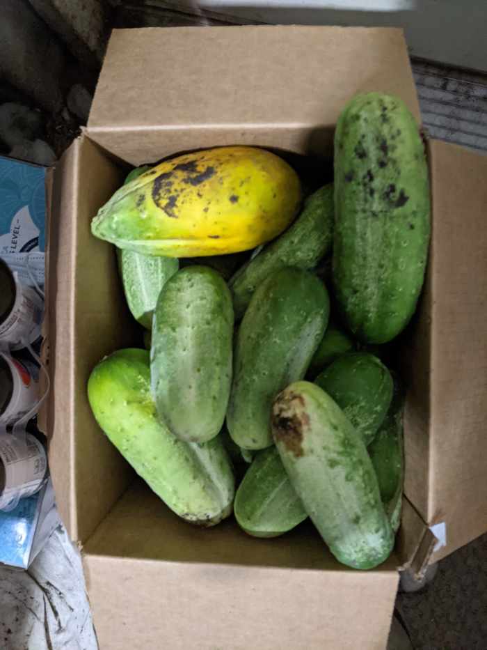 Cucumber Sorting for Pickle Making - HubPages