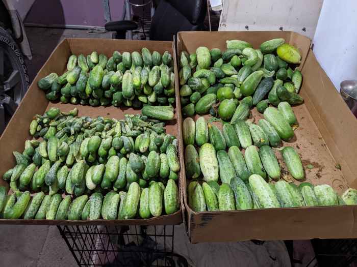 Cucumber Sorting for Pickle Making - HubPages
