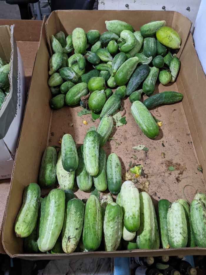Cucumber Sorting for Pickle Making - HubPages